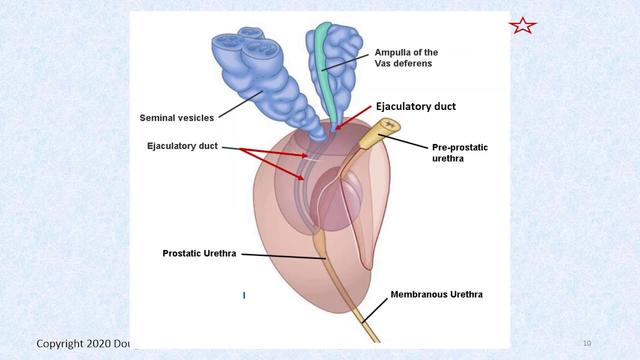 GI-GU: (Wk9)(Mon)(Spr20): Prostate Anatomy and Histology Review