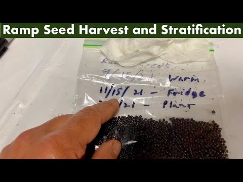 Ramps Seed Harvest and Stratification