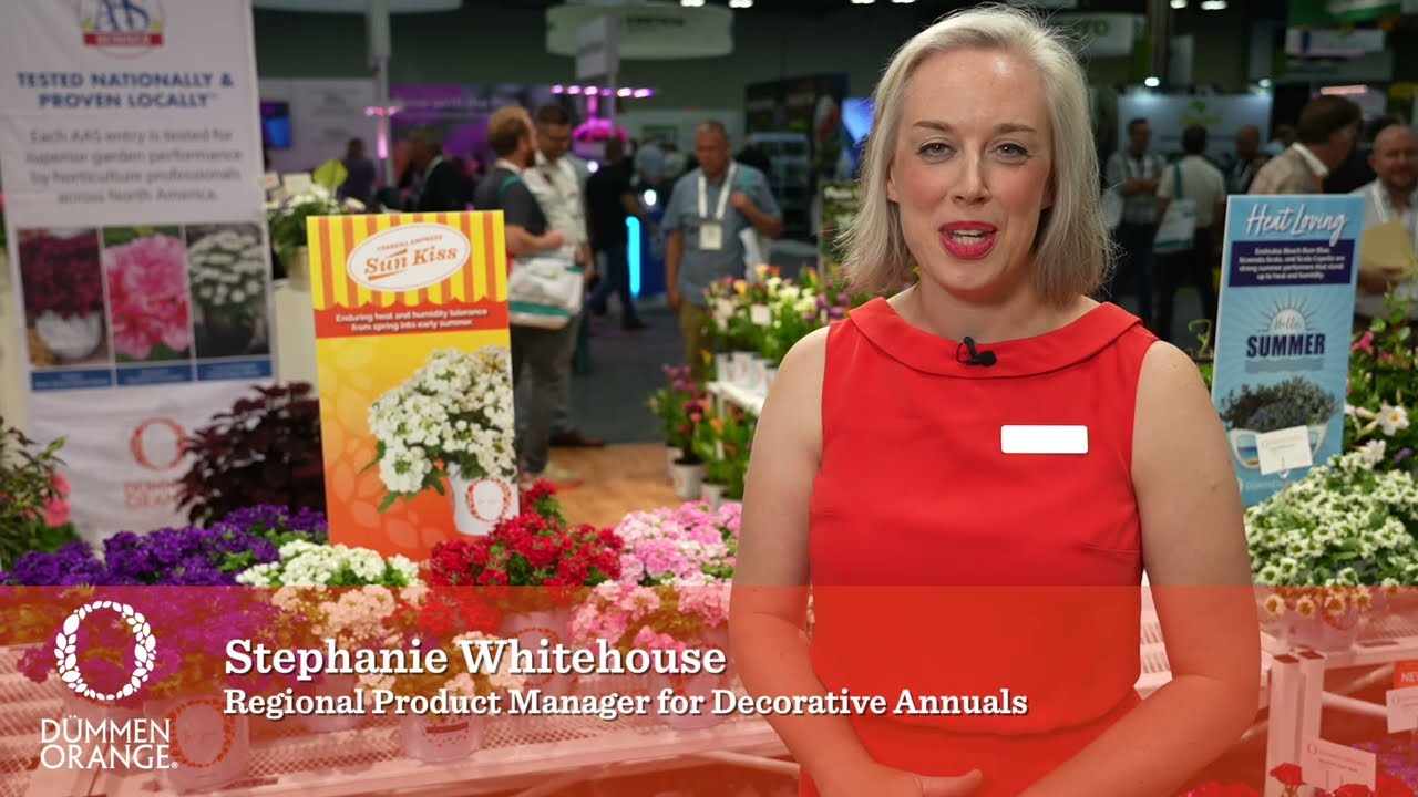 Verbena Empress® Sun Kiss Series