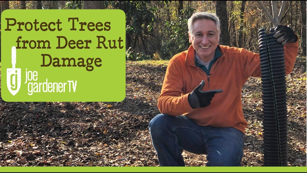 How to Protect Trees from Deer Rut Damage