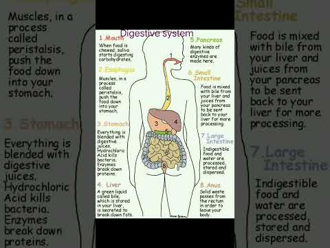 Human digestive system parts and it's functions 👍😊