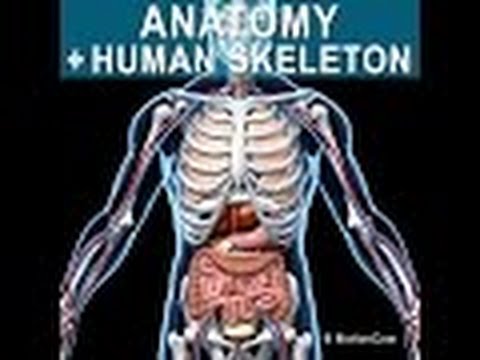 Anatomy and Physiology of Skeletal System