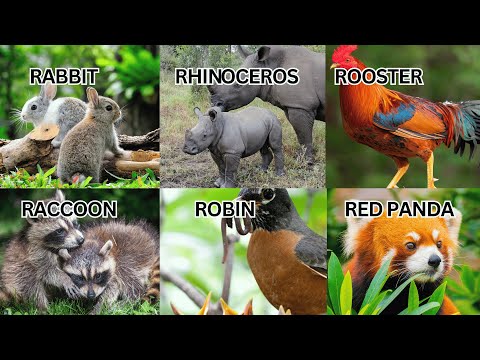 Radiant R Rascals: 10 Baby Animals Starting with R for Kids