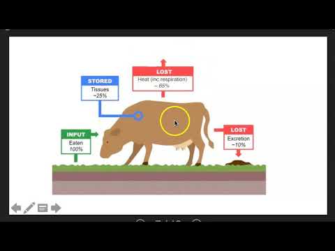 4 2 ppt energy flow