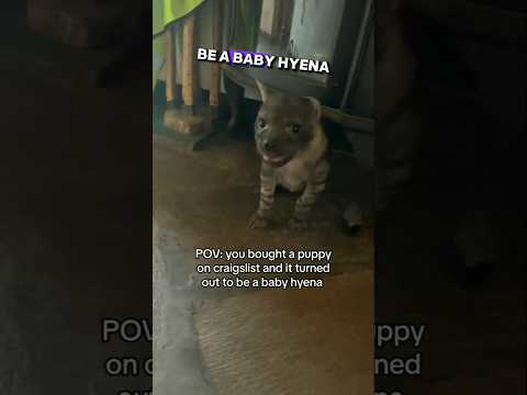 Puppy from Craigslist Turns Out to Be a Baby Hyena