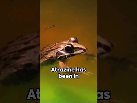Atrazine: A Herbicide with a Twist #shorts #shortvideo #shorts