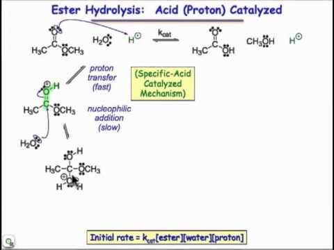 Ester Hydrolysis: Uncatalyzed vs. Catalyzed