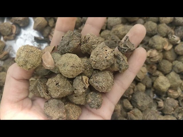 Herbal Fruits - Dry Baheda Fruit Manufacturer from Neemuch