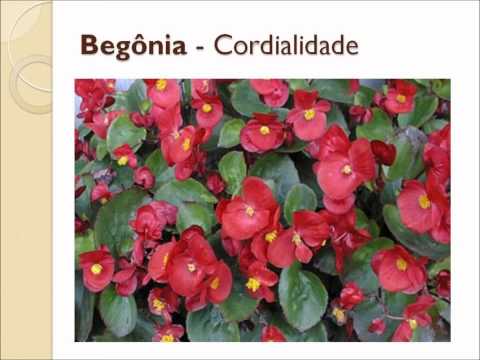 SIGNIFICADO DAS FLORES