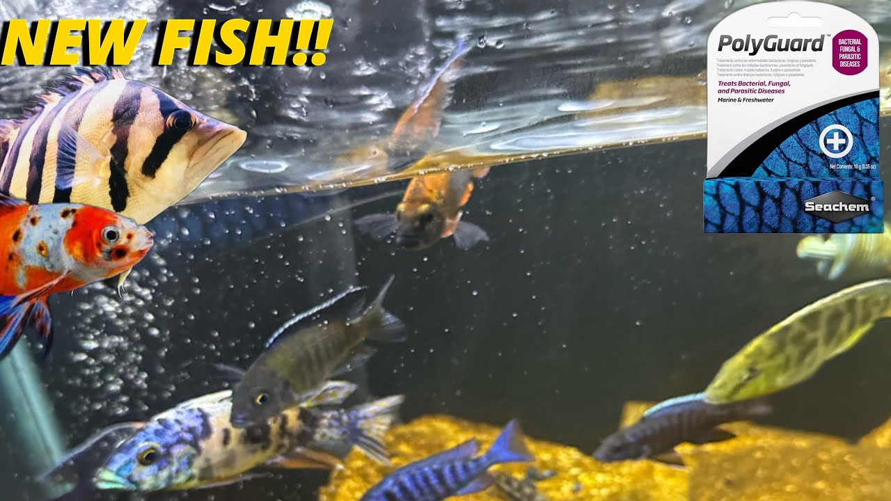 SEACHEM POLYGUARD 2ND DOSE| NEW FISH|