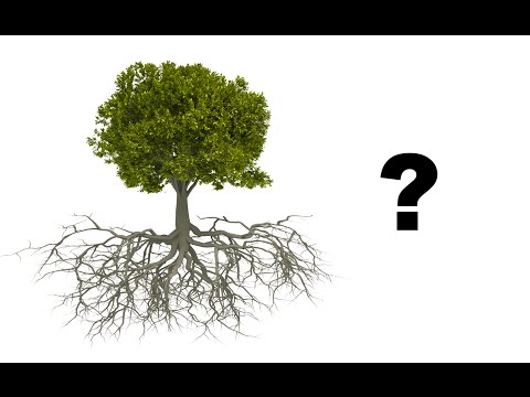 What is root?