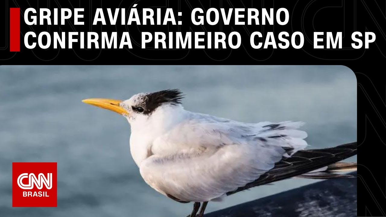 Gripe aviária: o que é, quais os sintomas e como é feito o tratamento ...
