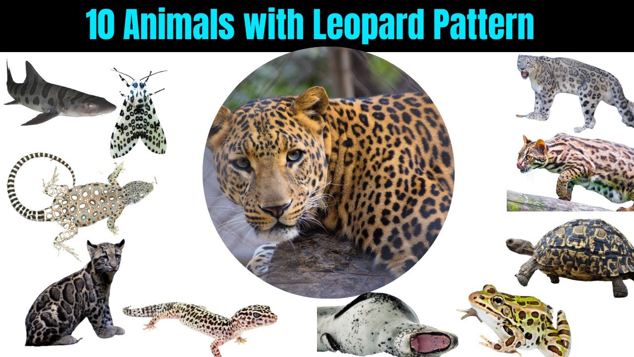 10 Animals with Leopard Pattern