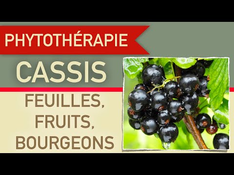 Le cassis – PhytoGenfi