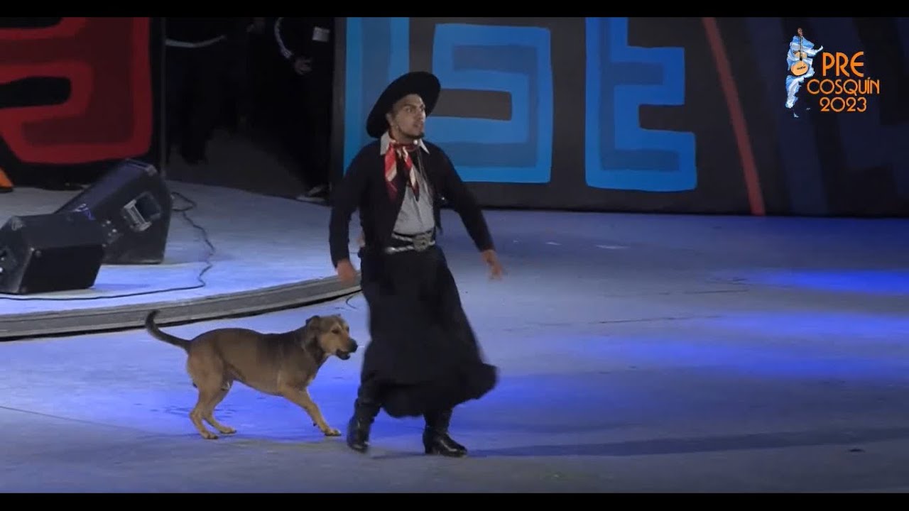 ¡Guau!: un perro irrumpió el show de un malambista en el Pre Cosquín ...