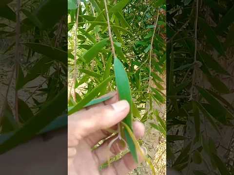 Mengenali pohon minyak kayu putih #tanaman #obatalami