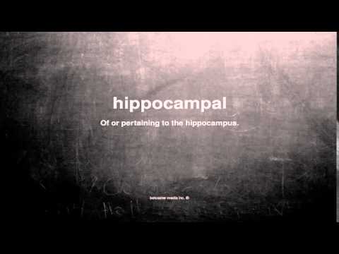 What does hippocampal mean