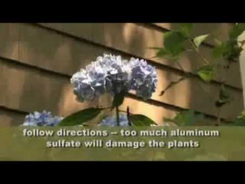 How To Make Hydrangea Blue