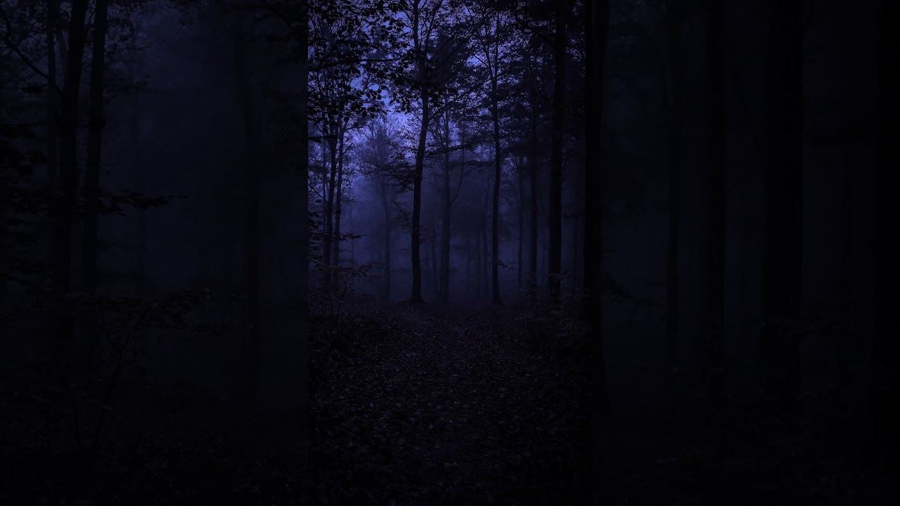 Night sounds in the forest