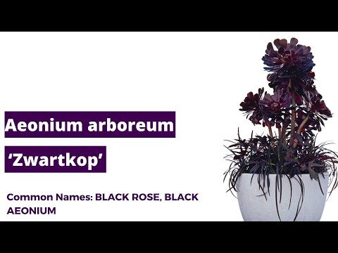 House Plant Profile: BLACK ROSE / BLACK AEONIUM - Aeonium Arboreum Care, Aeonium Zwartkop Care