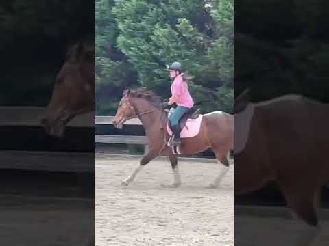 When the lazy horse is fastš³