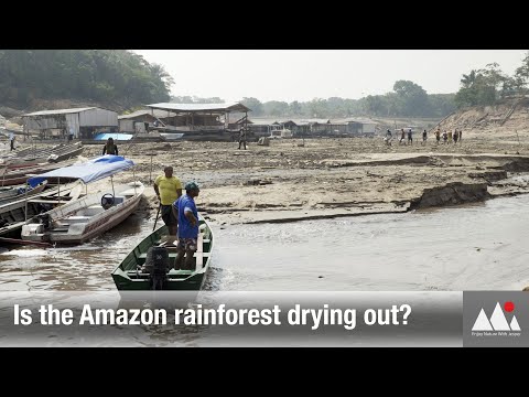 Is the Amazon rainforest drying out? Witnessing Climate change in the Rainforest