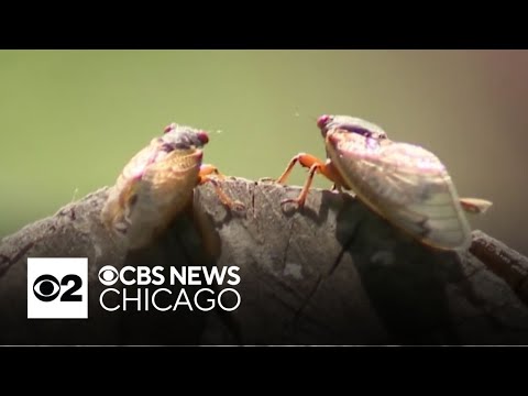 The cicadas are coming: Protecting your pets, and maybe eating a cicada yourself?