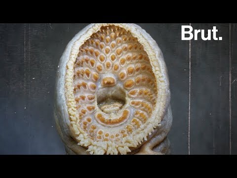 La lamproie : un poisson vampire en terre américaine | Mer et Océan