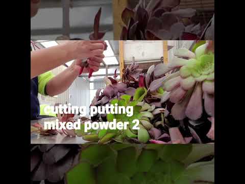 Aeonium short black how to grow