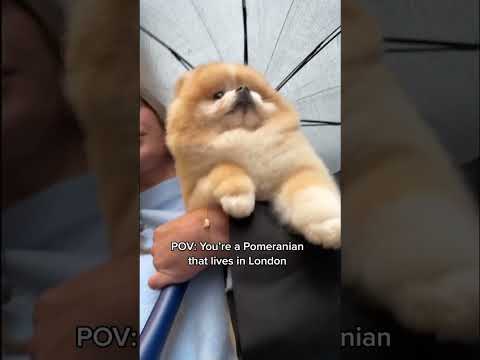 The struggle of king-haired dogs in London #pomeranian #dog #funny