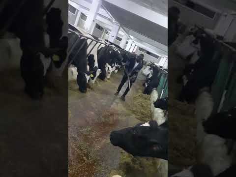 dairy farming in kenya by lasta de farmer