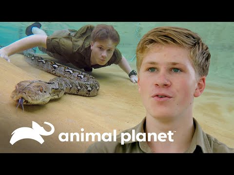 Robert nada perto de píton-reticulada | A Família Irwin | Animal Planet Brasil