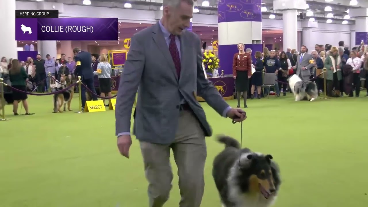 Collie (Rough) | Breed Judging 2025