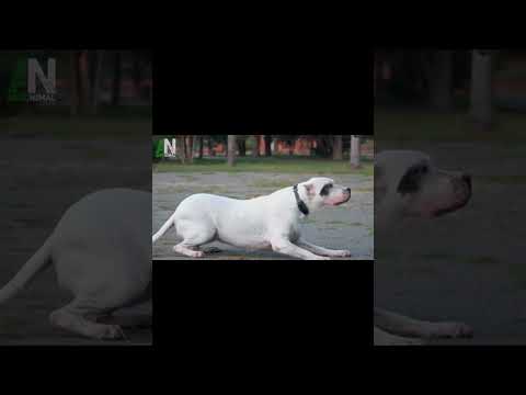 FILA BRASILEIRO - Os CACHORROS Que São PROIBIDOS em TODO PLANETA!