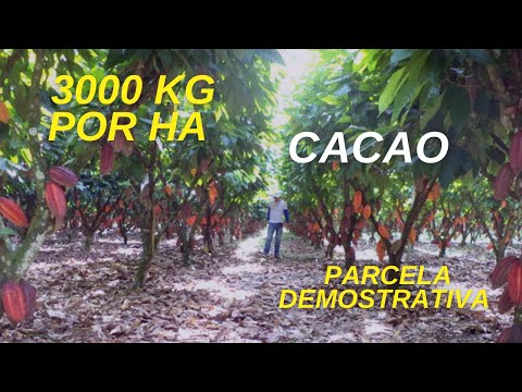 Parcela demostrativa de cacao 3000 kg/Ha