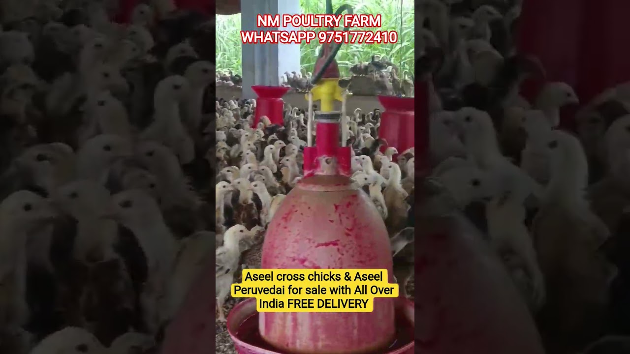 aseel cross chicks (aseel peruvedai chicks) for sale 📱 9751772410 #aseelcross #aseelchicks #aseel