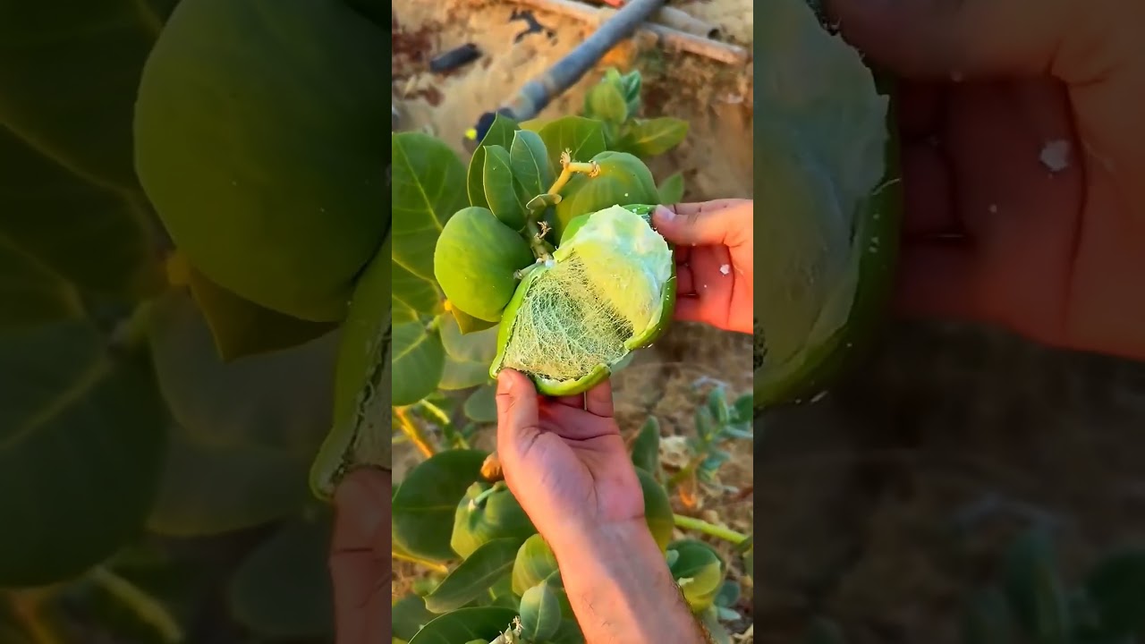 Calotropis Procera Plant Overview Benefits Characteristi !!!!