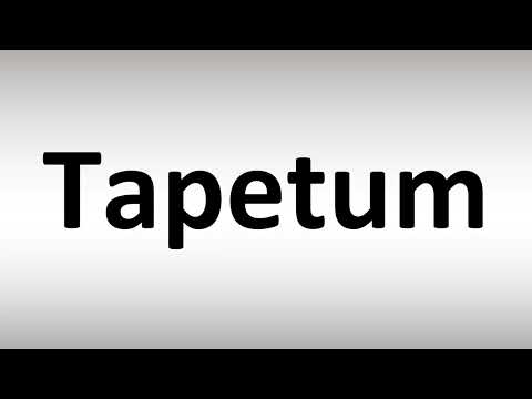 How to Pronounce Tapetum
