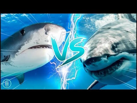 TIGER SHARK VS GREAT WHITE SHARK ─ Which is the Ultimate Predator of the Sea?