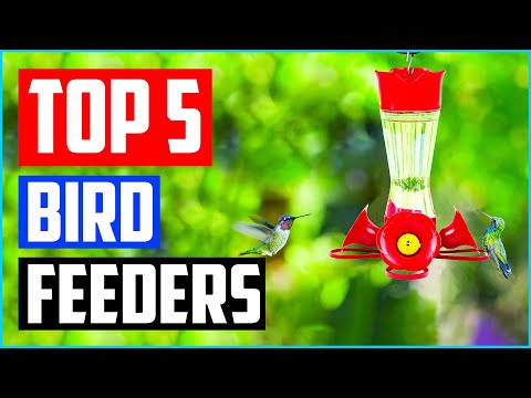 Top 5 Best Hummingbird Feeders in 2023