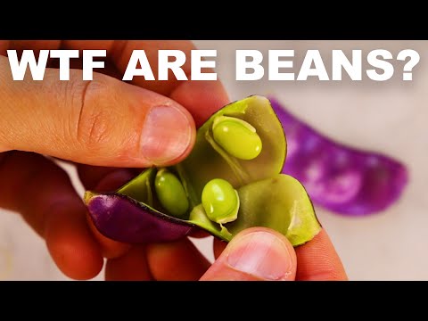 What even are beans? Are they vegetables? Why aren't they grains?