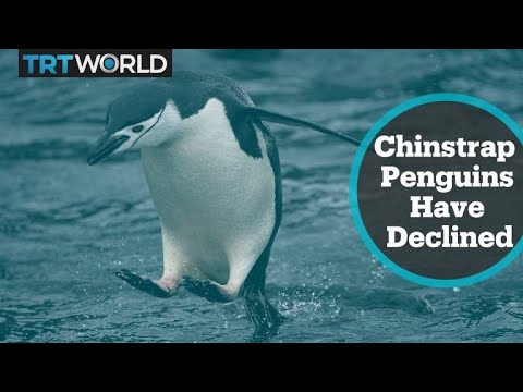 Chinstrap penguin population plunges 77% in past 50 years