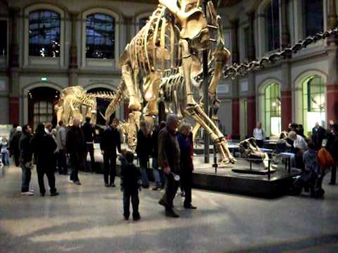 Brachiosaurus skeleton reconstructed in Berlin museum | Dear Kitty ...