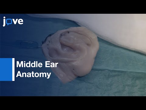 Middle Ear Anatomy