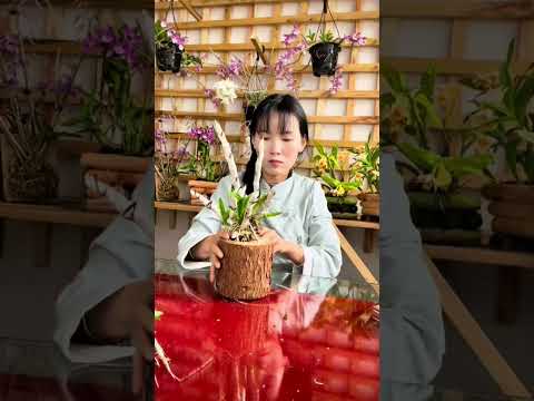 best tutorial graft dendrobium nobile orchid plant and awsome repotting plant on tree log #short