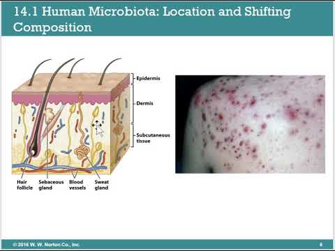 BIOL 2420 Chapter 14