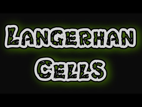 Langerhans Immune Cells