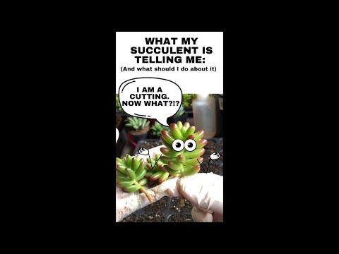 How to GROW SUCCULENT CUTTINGS - What my Succulent is telling me #succulent #succulentpropagation