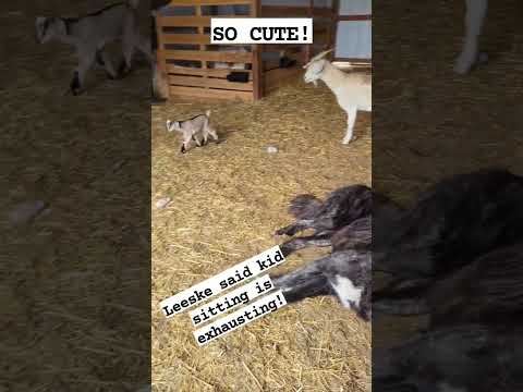 The Cutest Baby Goats! #goats #babygoats #dogs