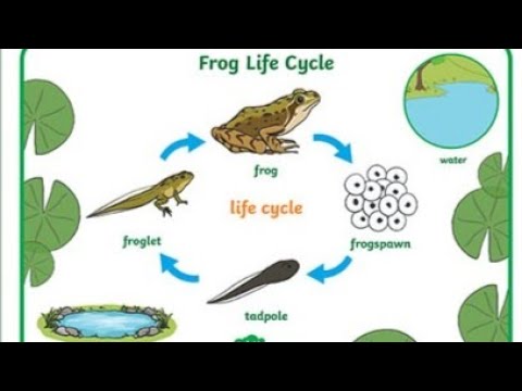 *The life cycle of a frog *// and it's stages. Information for kids.